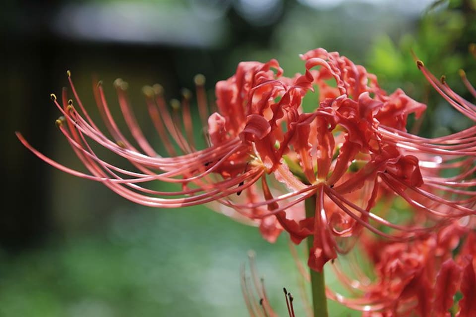Todas las claves para cultivar la 'Lycoris radiata' o ‘flor del infierno’