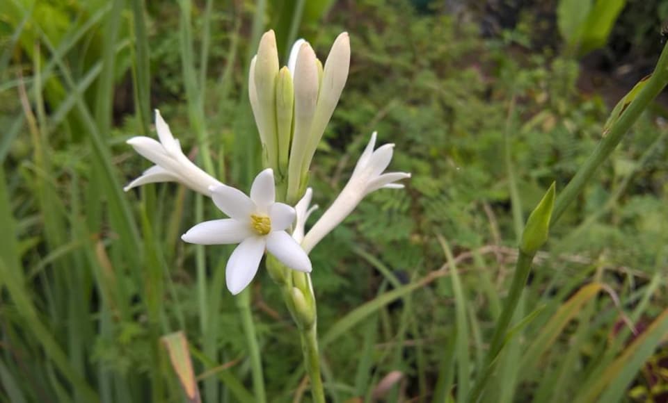 Así debes cultivar y cuidar de los nardos