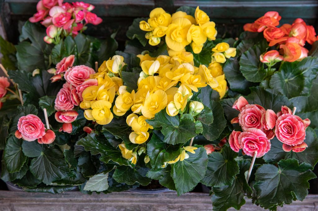 Cuidados básicos de la 'Begonia eliator' para disfrutar de su floración ...