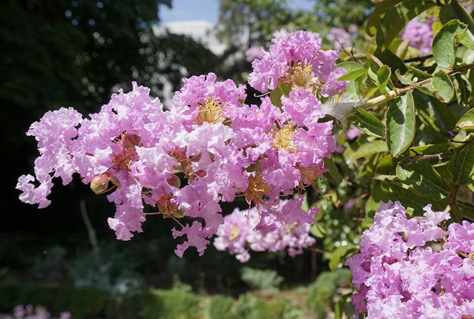 Todos los cuidados que has de darle al árbol de Júpiter