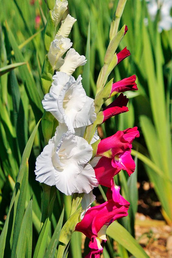 Cuidados de los gladiolos: un bulbo con una impresionante floración