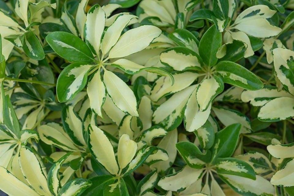 Así puedes cultivar la cheflera en casa y conseguir que esté espectacular