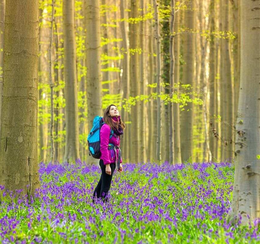 Los bosques más bellos del mundo: naturaleza extraordinaria