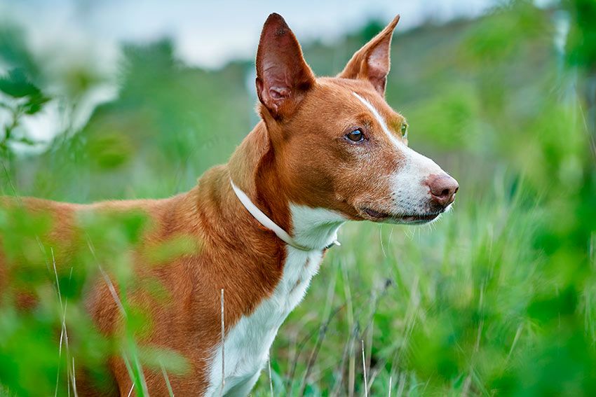 Los podencos, una de las razas de perro más ibéricas