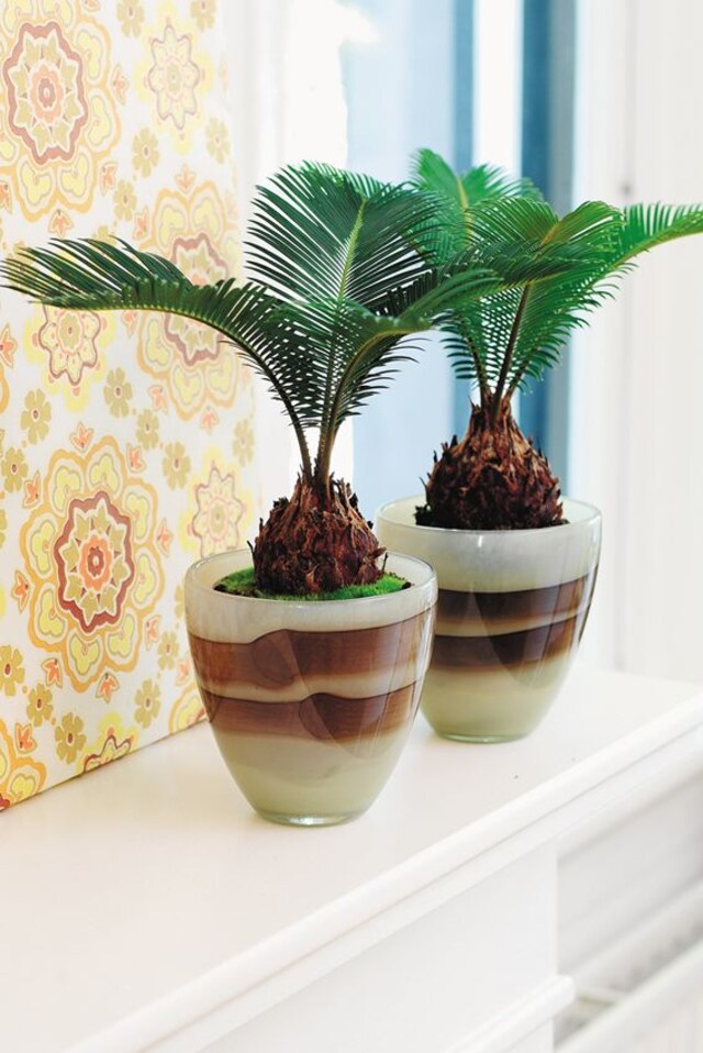 La palma de Sagú, una falsa palmera de fáciles cuidados y estética muy ...