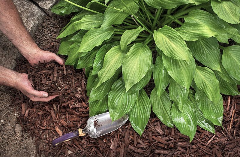 Cómo utilizar mantillo para proteger y revitalizar las plantas de tu jardín