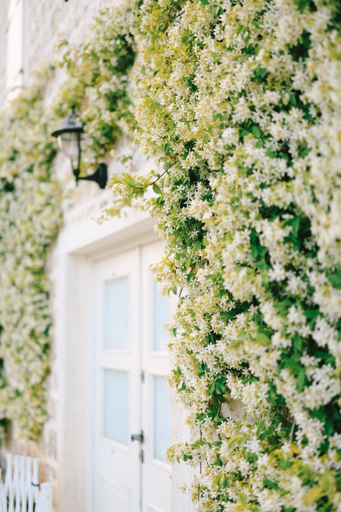 10 plantas trepadoras y enredaderas para llenar de color y belleza tu ...