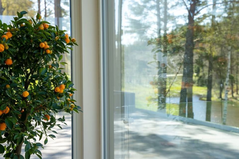 Cuidados del naranjo chino o kumquat para mantenerlo perfecto