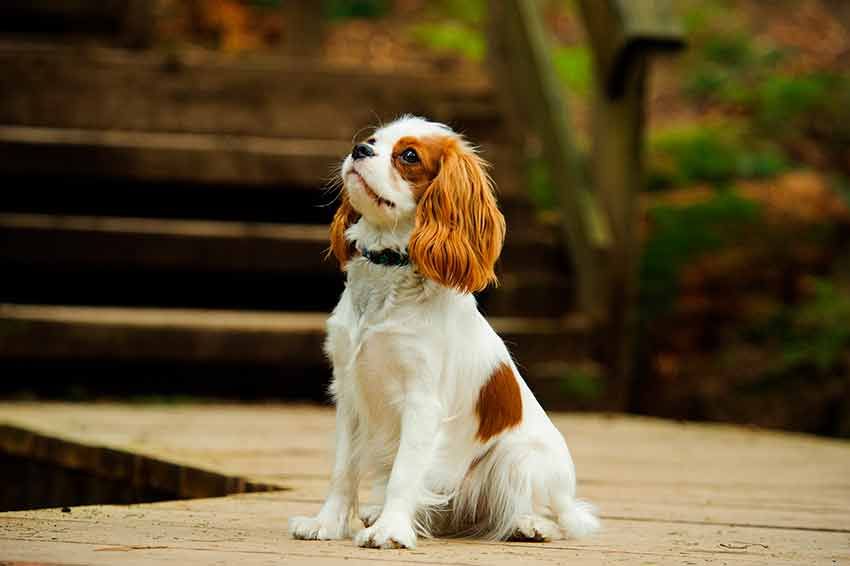 Razas de perro elegantes dotadas de nobleza, belleza e independencia