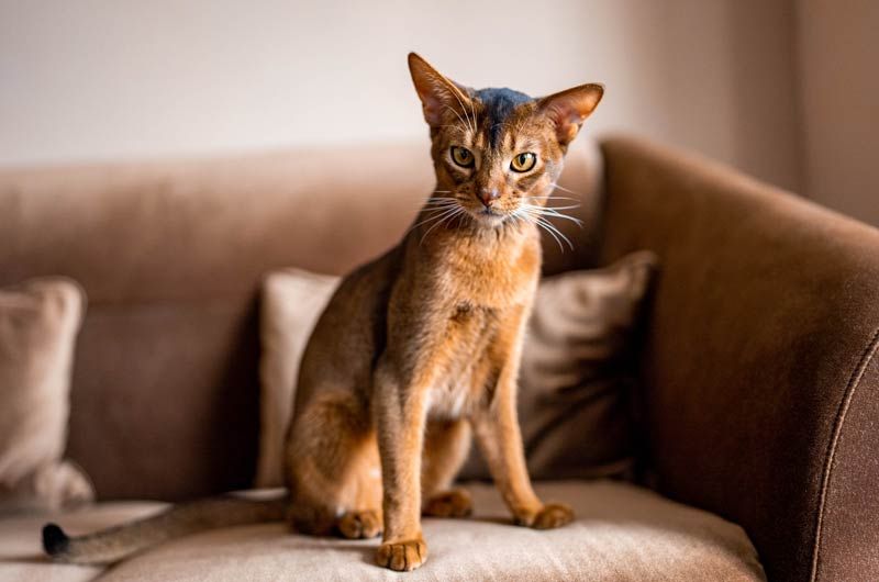 Las razas de gato más inteligentes