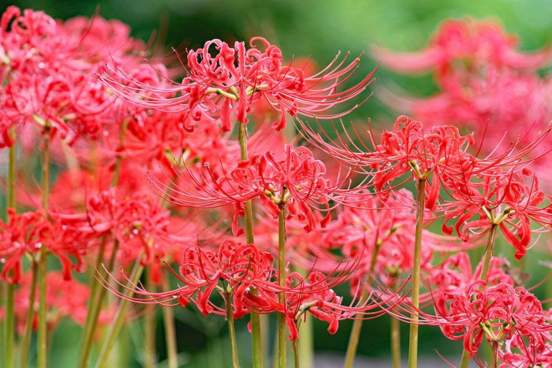 Todas las claves para cultivar la 'Lycoris radiata' o ‘flor del infierno’