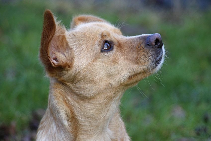 Los podencos, una de las razas de perro más ibéricas