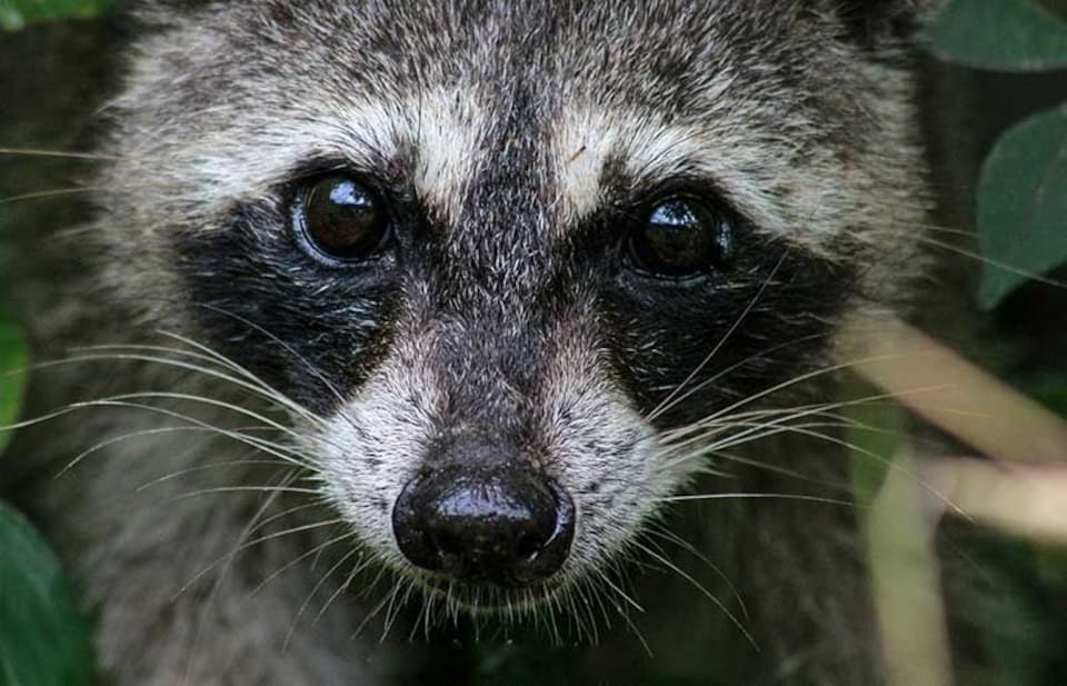 Estas son las curiosidades más llamativas de los mapaches