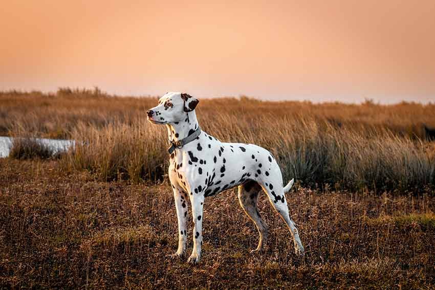 Razas de perro elegantes dotadas de nobleza, belleza e independencia