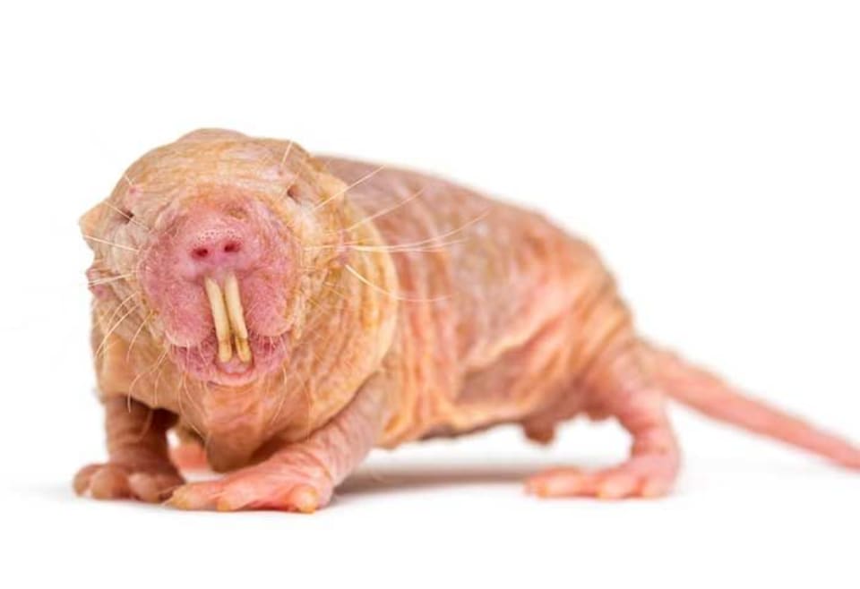 Estos son los animales más feos del mundo (su 'belleza' es singular)