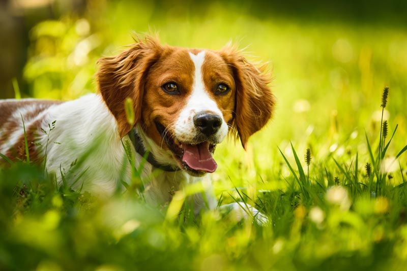 El spaniel bretón, una raza de perro vital, de buen carácter y muy sociable