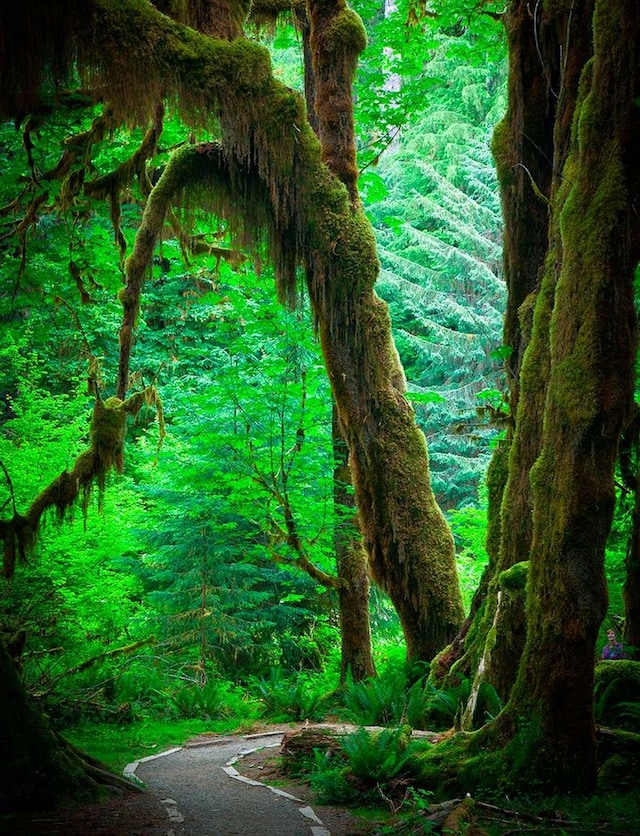 Los bosques más bellos del mundo: naturaleza extraordinaria