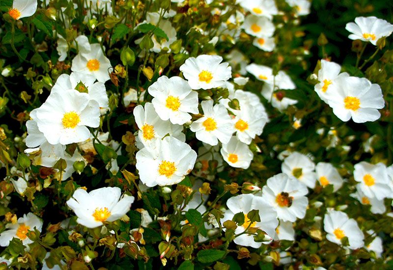 Cuidados de la jara, un arbusto perfecto para tu jardín
