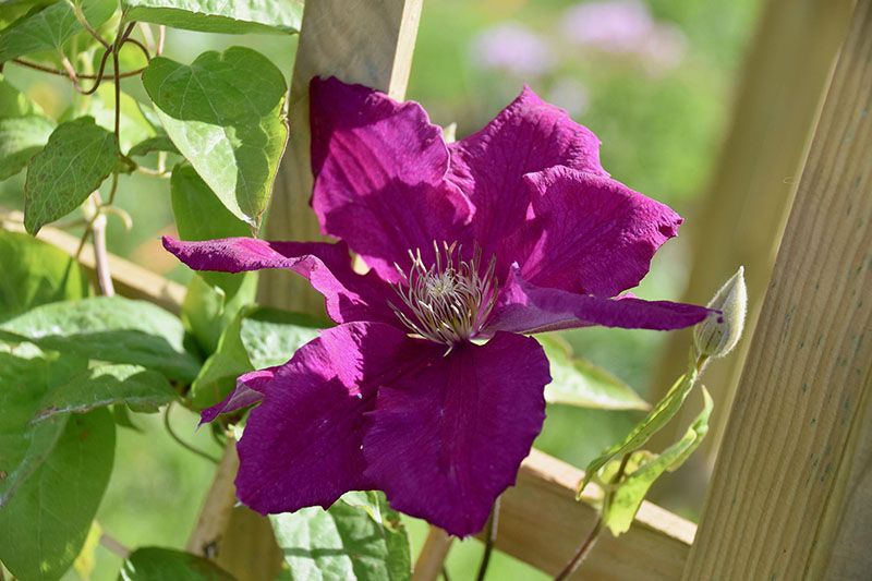 Así puedes cultivar la clemátide, una trepadora de flor espectacular