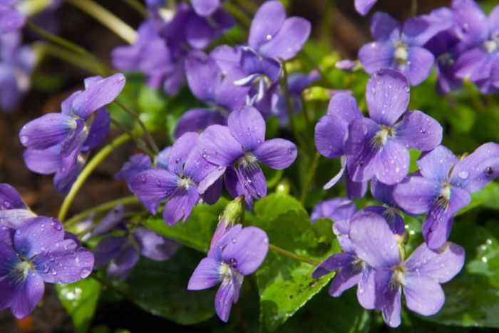 Violeta: todas las propiedades de esta planta medicinal