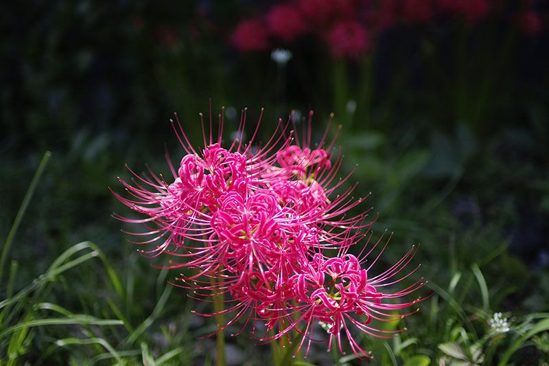 Todas las claves para cultivar la 'Lycoris radiata' o ‘flor del infierno’