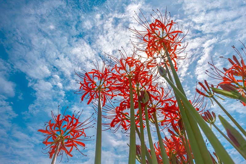 Todas las claves para cultivar la 'Lycoris radiata' o ‘flor del infierno’