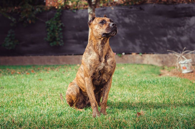 Conoce las razas de perro españolas autóctonas ¡hay 33!