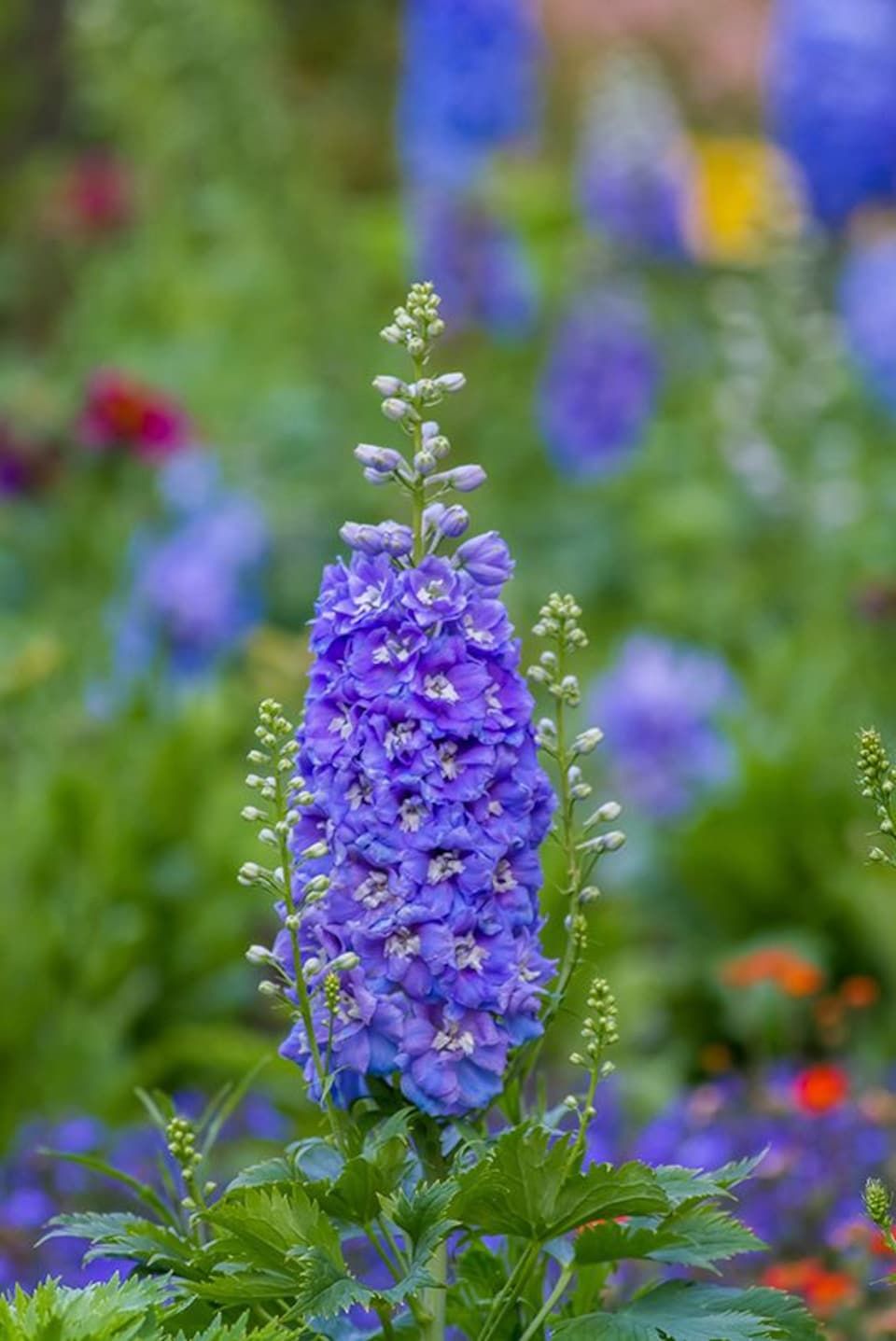 Cómo cuidar el 'delphinium' o espuela de caballero, la especie ideal para tu jardín