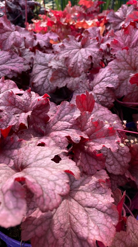 Así se cuida la heuchera, una planta ideal para aportar color al jardín ...