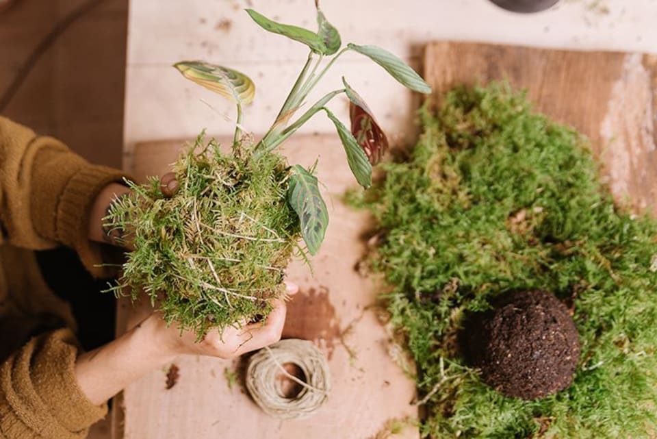 Cómo hacer una kokedama y cuidarla