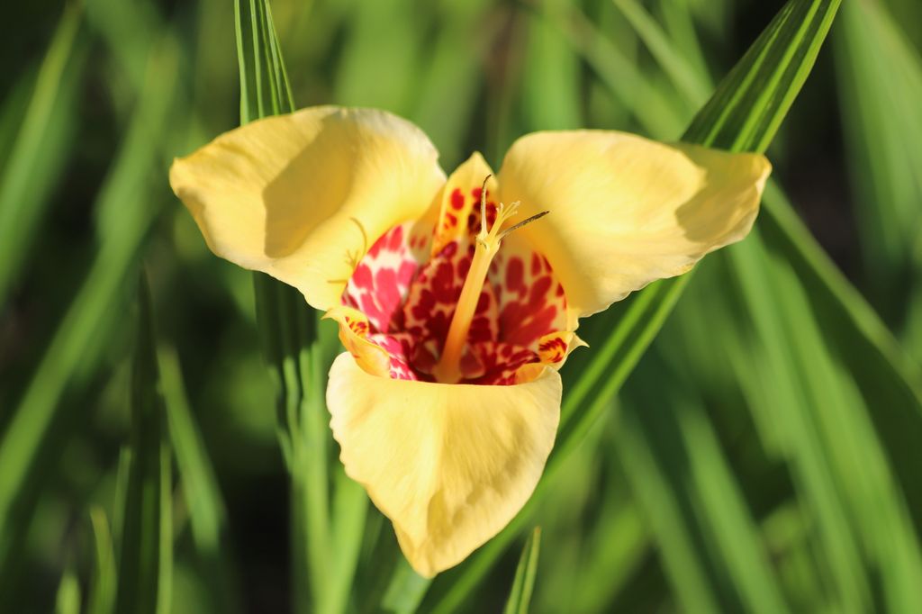 Tigridia: la flor efímera que embellece tu jardín con muy poco esfuerzo