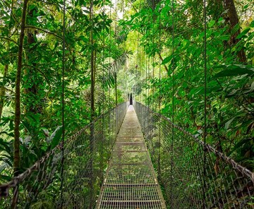 Los bosques más bellos del mundo: naturaleza extraordinaria