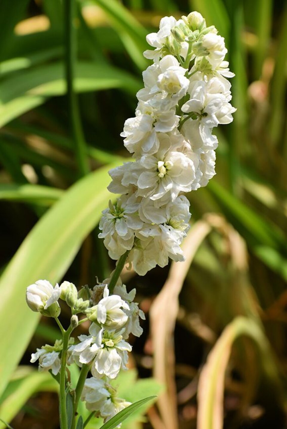 Cómo cuidar el 'delphinium' o espuela de caballero, la especie ideal para tu jardín