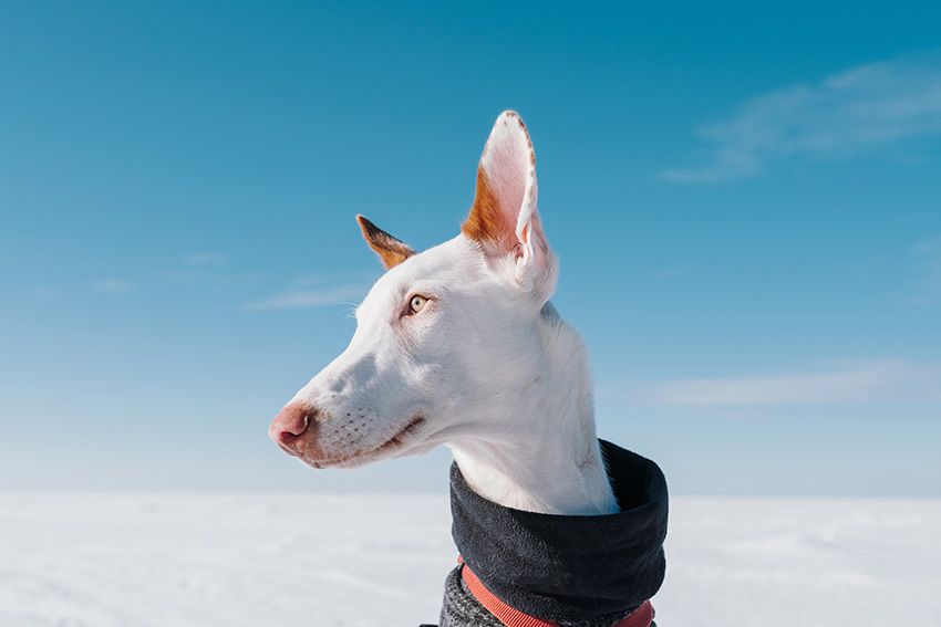 Los podencos, una de las razas de perro más ibéricas
