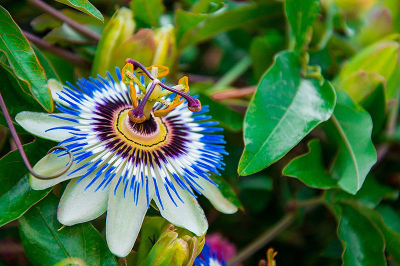 Cómo cultivar enredaderas en el jardín