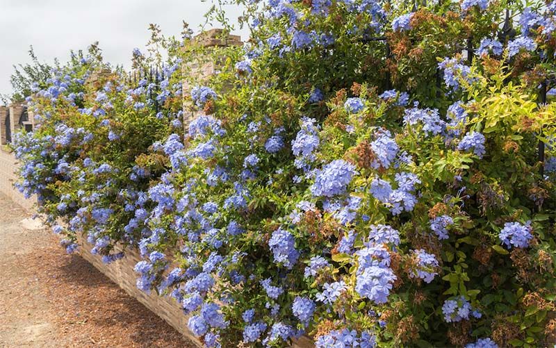 Los cuidados que necesita el plumbago, un arbusto ornamental para tu jardín