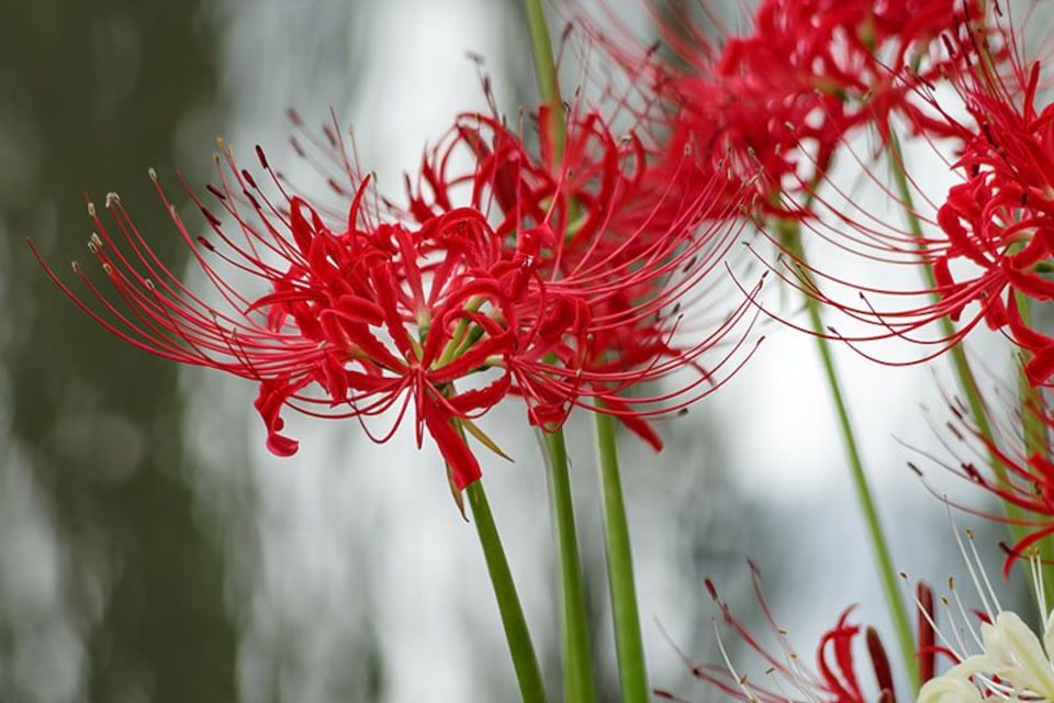 Todas las claves para cultivar la 'Lycoris radiata' o ‘flor del infierno’