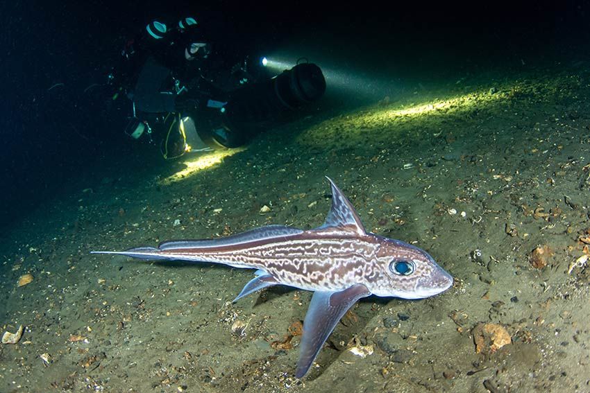 Estas son las especies de pez más raras y sorprendentes del fondo marino