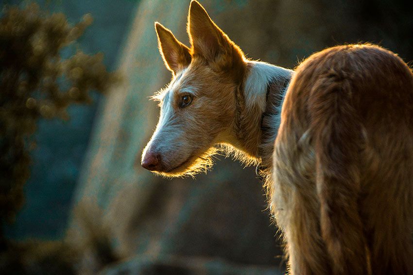 Los podencos, una de las razas de perro más ibéricas