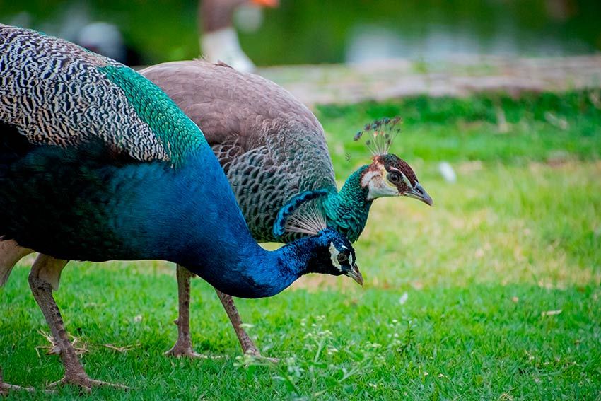 10 curiosidades sobre el pavo real