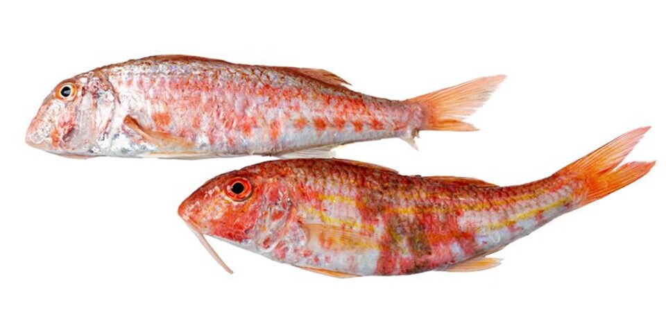 Deliciosas recetas con salmonetes: el pescado azul del verano