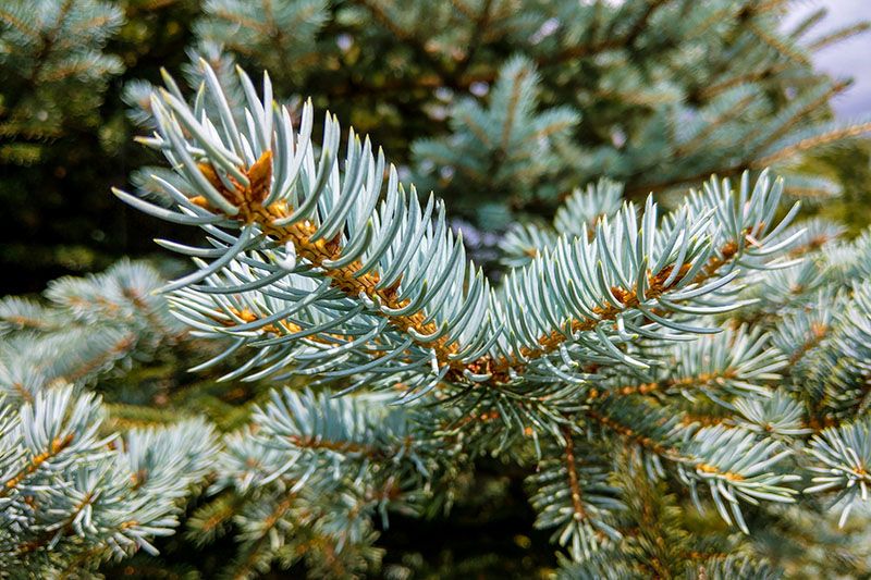 Cómo cultivar el abeto plateado, un árbol perfecto para Navidad
