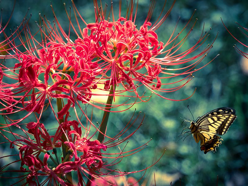 Todas las claves para cultivar la 'Lycoris radiata' o ‘flor del infierno’