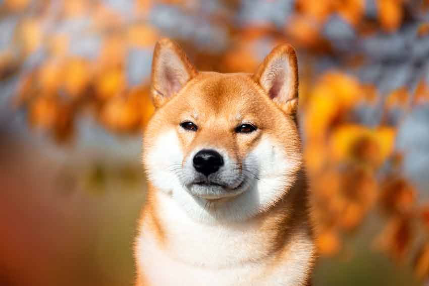 Razas de perro elegantes dotadas de nobleza, belleza e independencia
