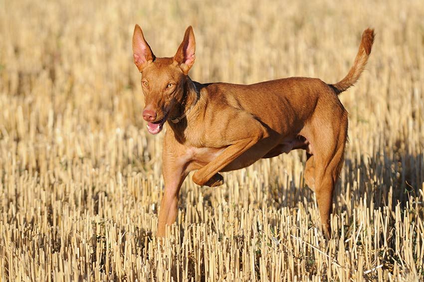 Los podencos, una de las razas de perro más ibéricas