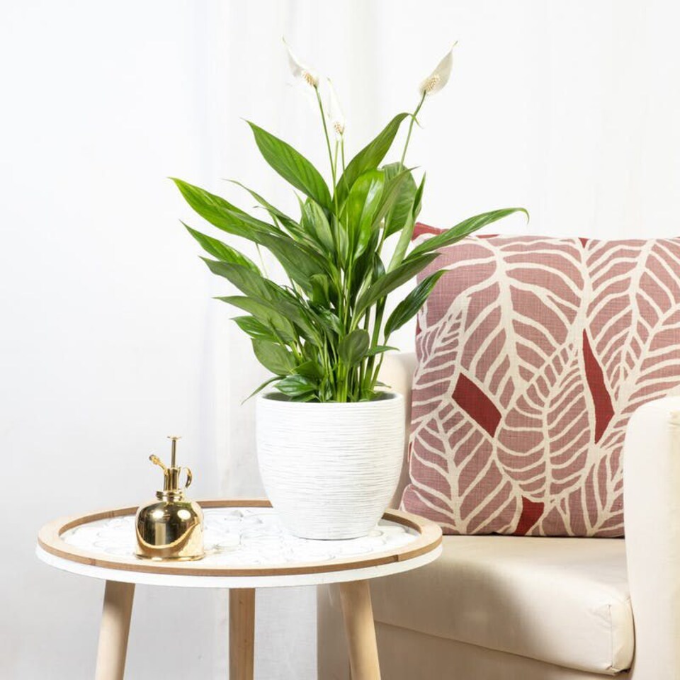 Así conseguirás que tu espatifilo crezca espectacular