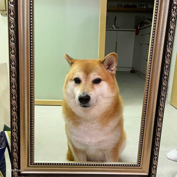 Cheems, el famoso perrito de los memes, ha fallecido | ¡HOLA!