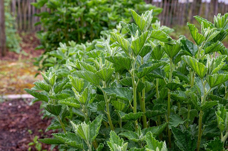 Malvavisco, una planta con numerosas aplicaciones dentro y fuera del jardín