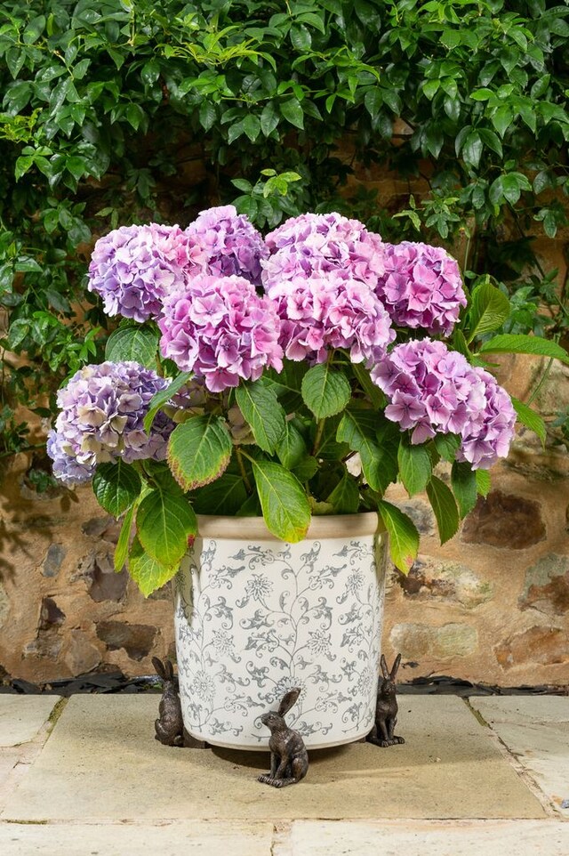 Cómo cultivar hortensias: trucos y cuidados para una flor con mucho ...