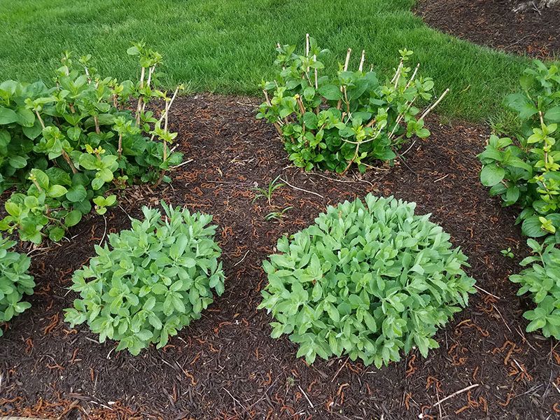 Cómo utilizar mantillo para proteger y revitalizar las plantas de tu jardín